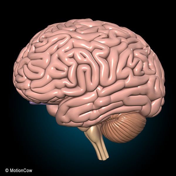 Human Brain 3d Model Human Brain 3d Model