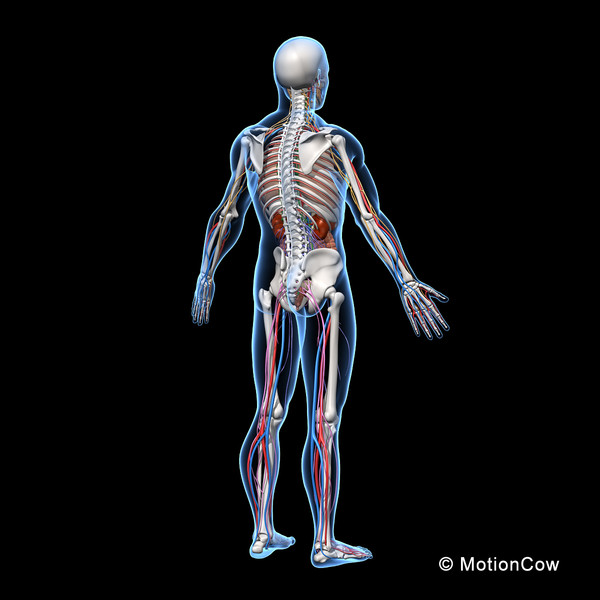 3d-model-human-anatomy-nervous-systems-skeleton-anatomy-nervous