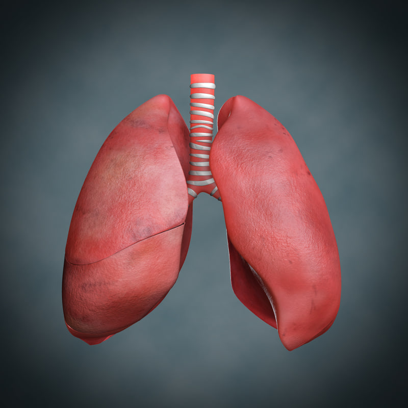 Lungs Anatomy 3d Model