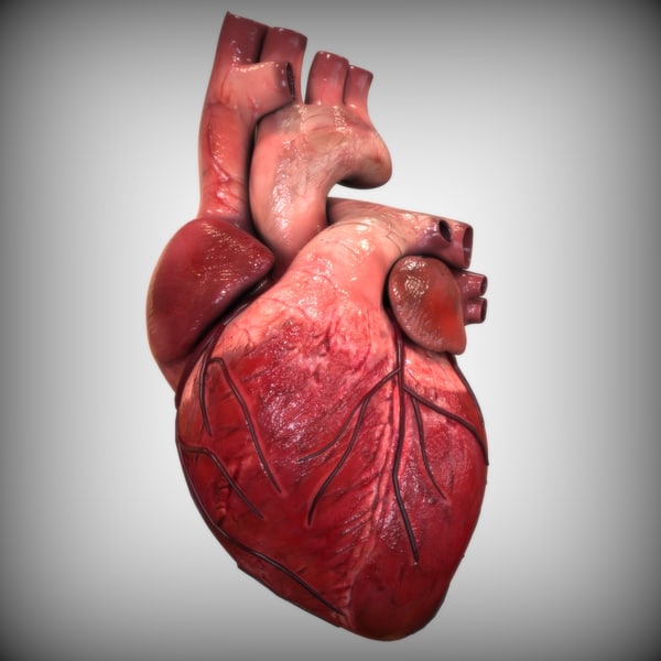 3d Model Heart Anatomy