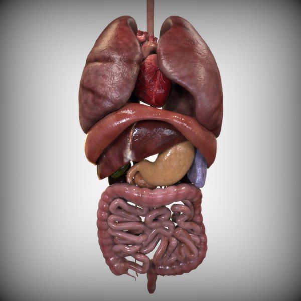 3ds Human Internal Organs