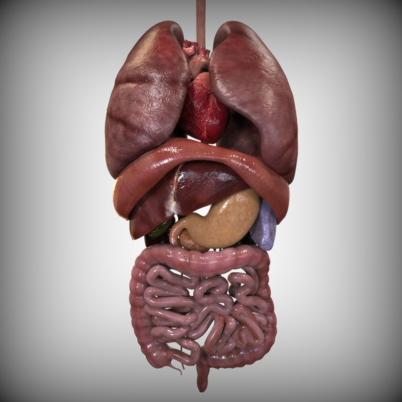 3ds Human Internal Organs