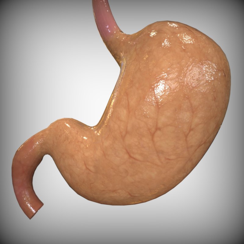 Human Stomach 3d Max Human Stomach 3d Max