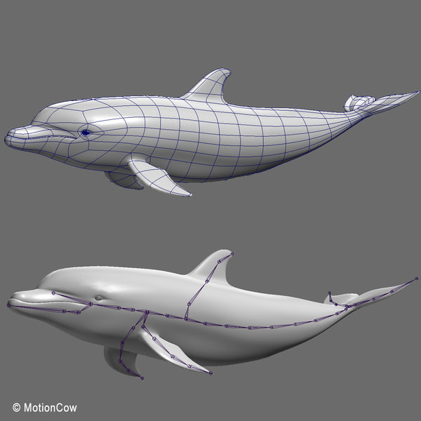bottlenose dolphin 3d model