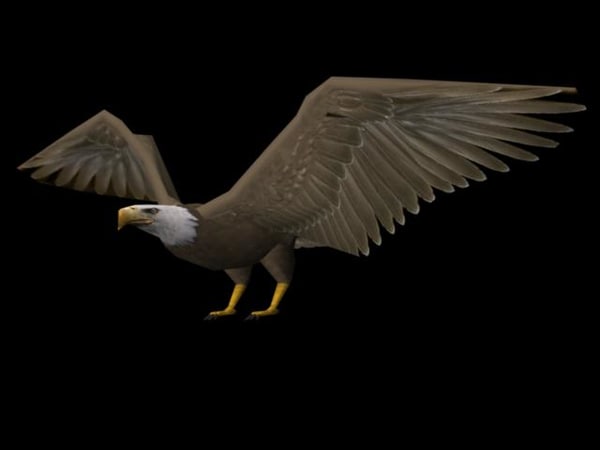 Bald Eagle Screensavers Animated