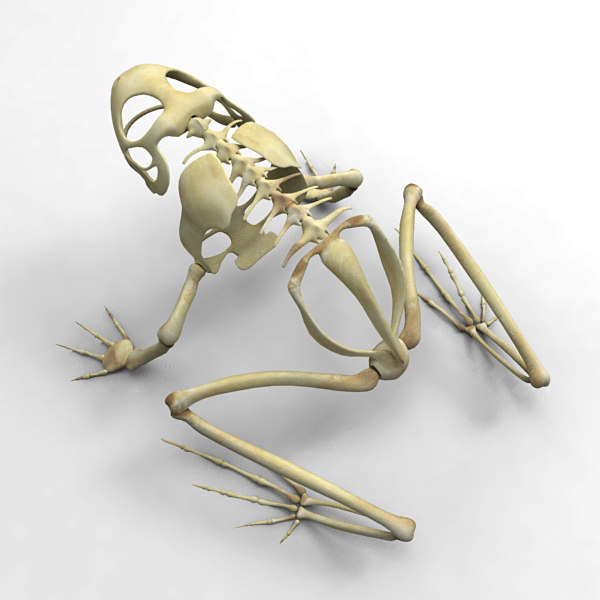 3d Frog Skeleton Model 3d Frog Skeleton Model