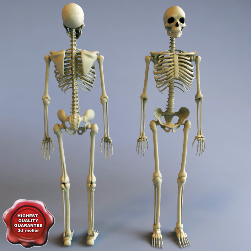 3d Model Human Skeleton 3d Model Human Skeleton