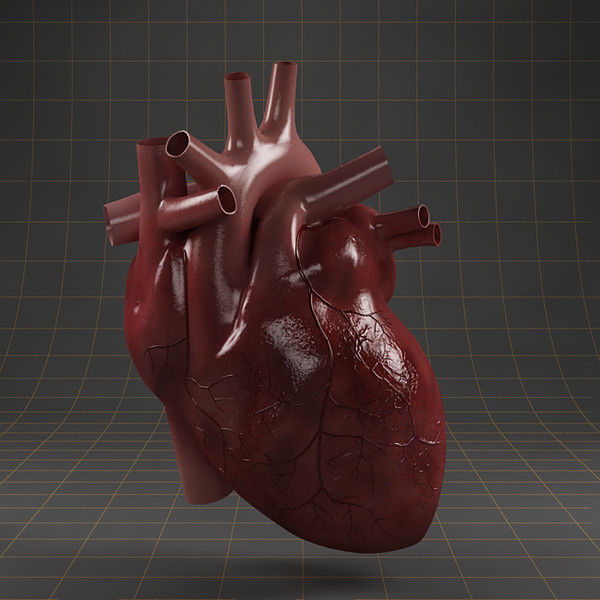 3d Model Heart Organ 3d-model-heart-organ