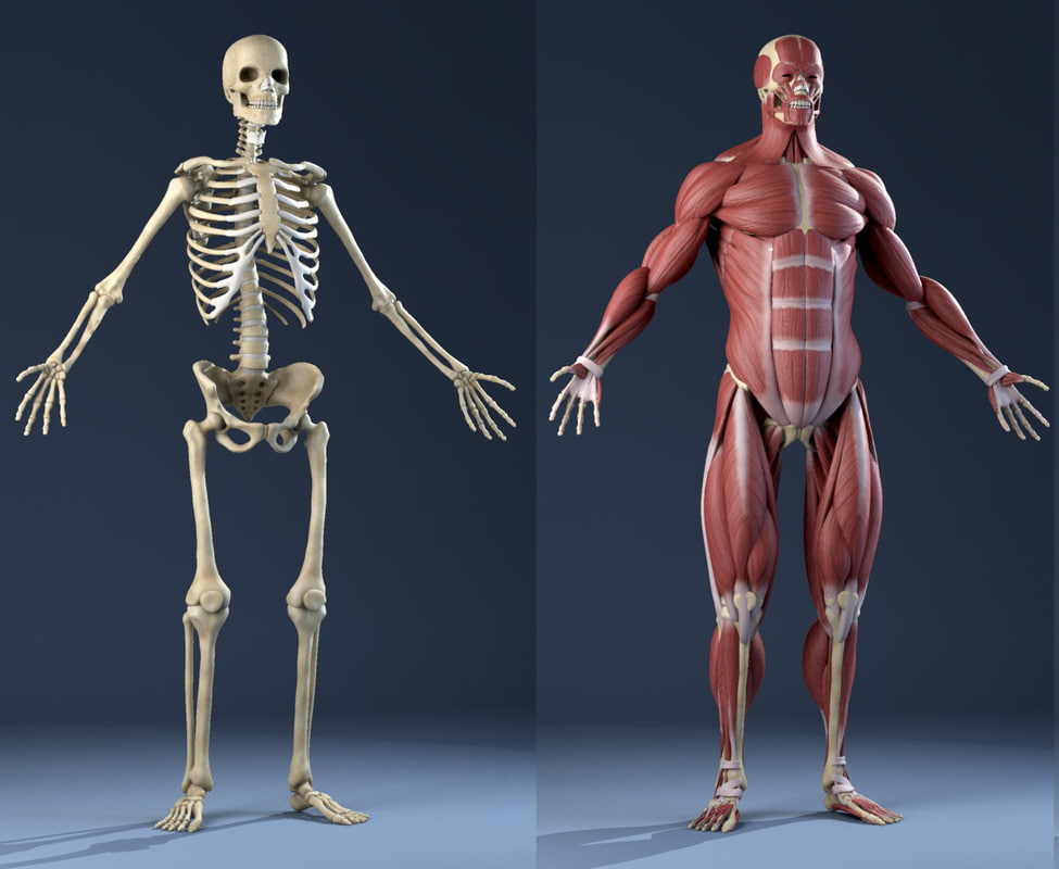 Torso Anatomy Bones Best Rated In Science Education Charts Posters 