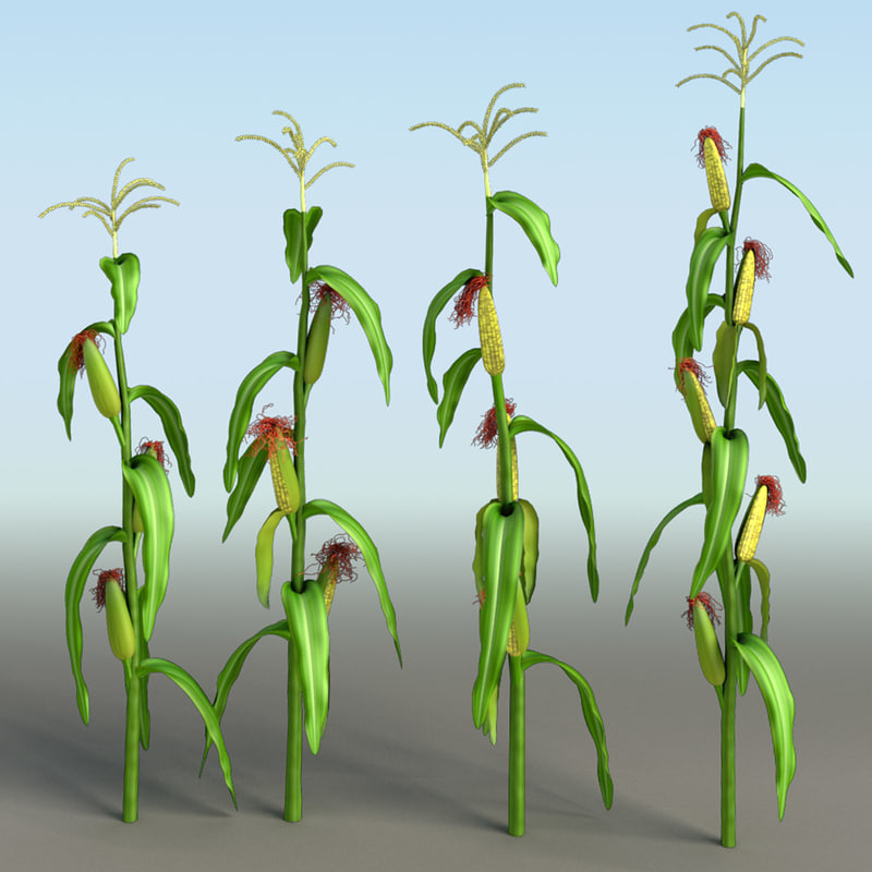 corn 3d model