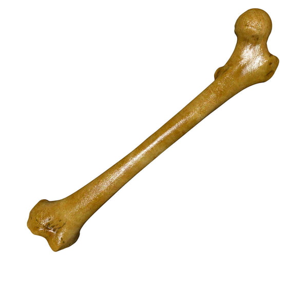 Human Thigh Bone Femur C4d human-thigh-bone-femur-c4d