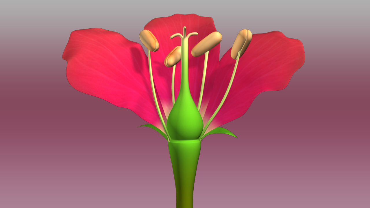 3d Flower Biological Model 3d-flower-biological-model