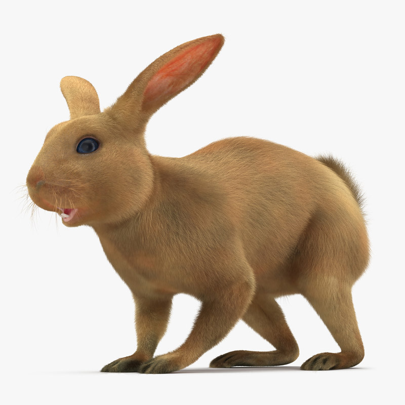 3d Rabbit Fur Hair Model 3d Rabbit Fur Hair Model