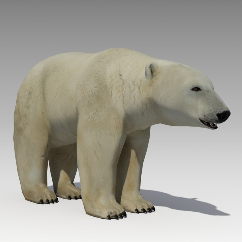 3d-max-bear-polar-polarbear