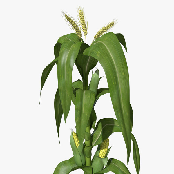 corn stalk max