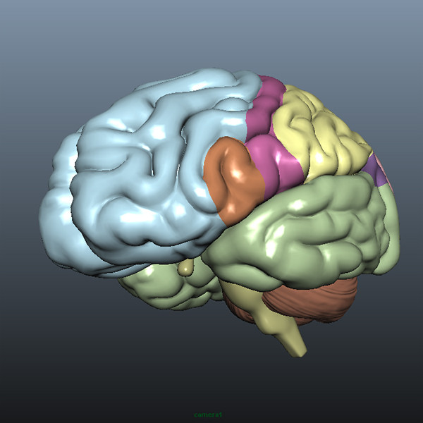 3d Brain Model Labeled Brain Anatomy Brain Models Lobes