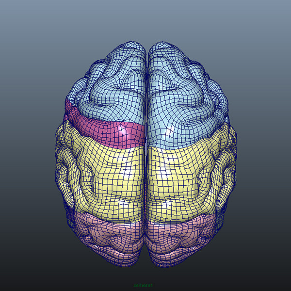 brain details 3d model