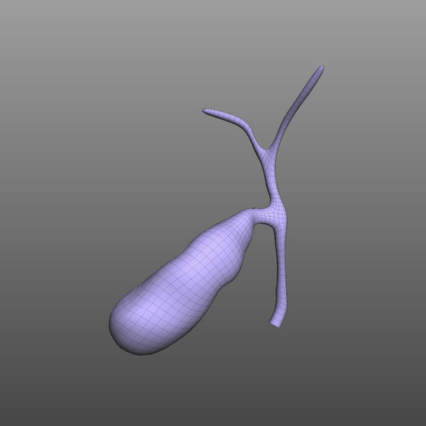 3d gallbladder anatomy model