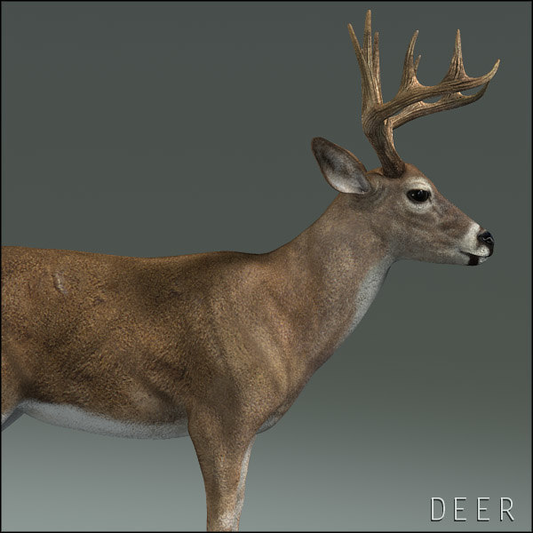 deer animation 3d model