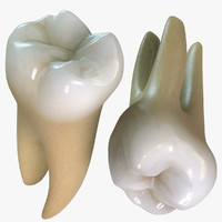 lower permanent molar lwo