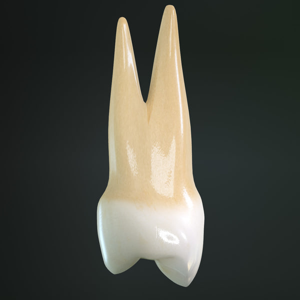 tooth premolar 3d model