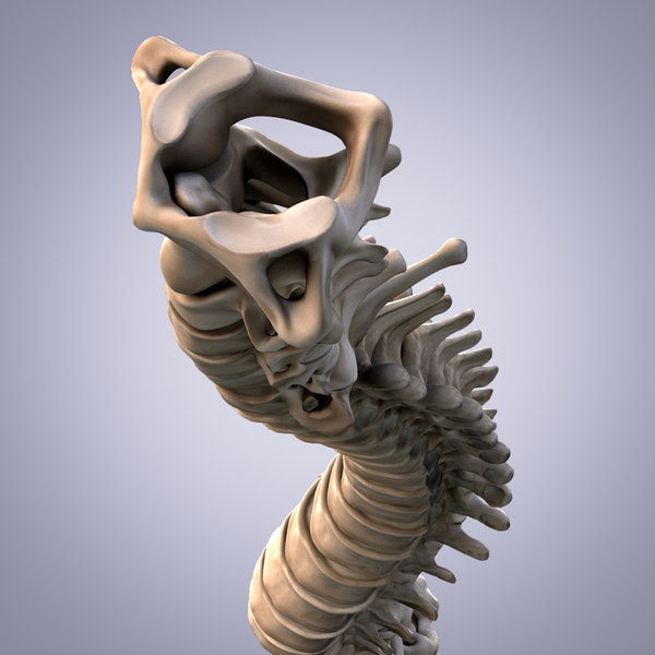 3d model human spine