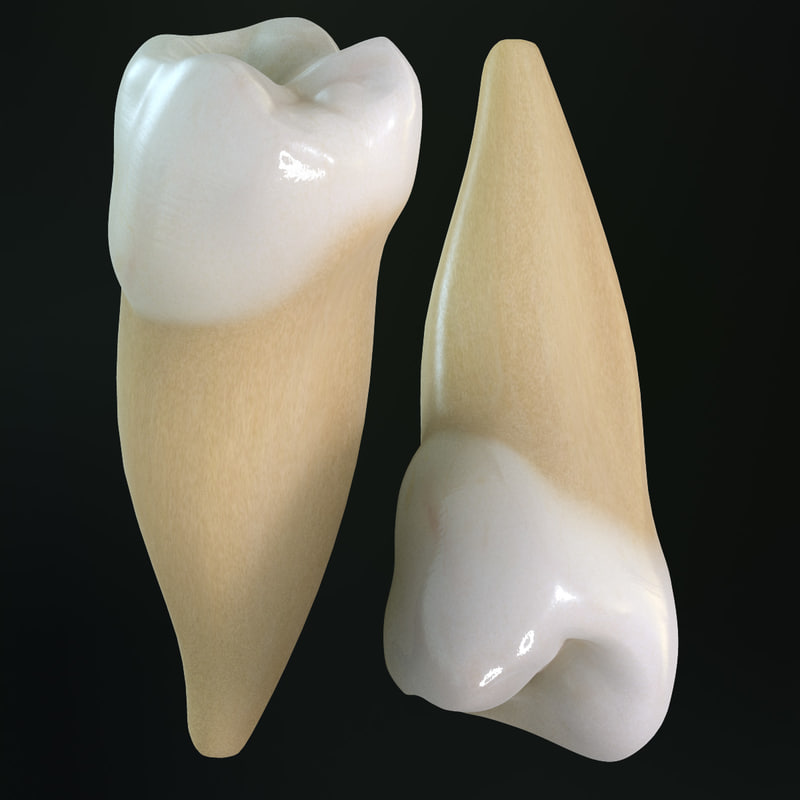 teeth premolars 3d model