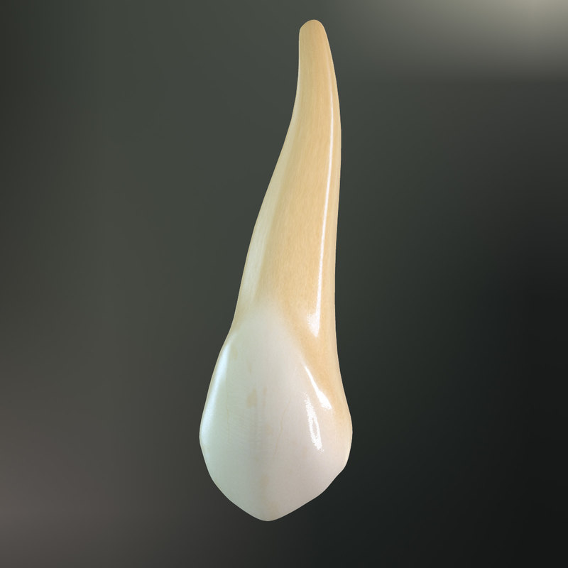 tooth upper canine 3d max