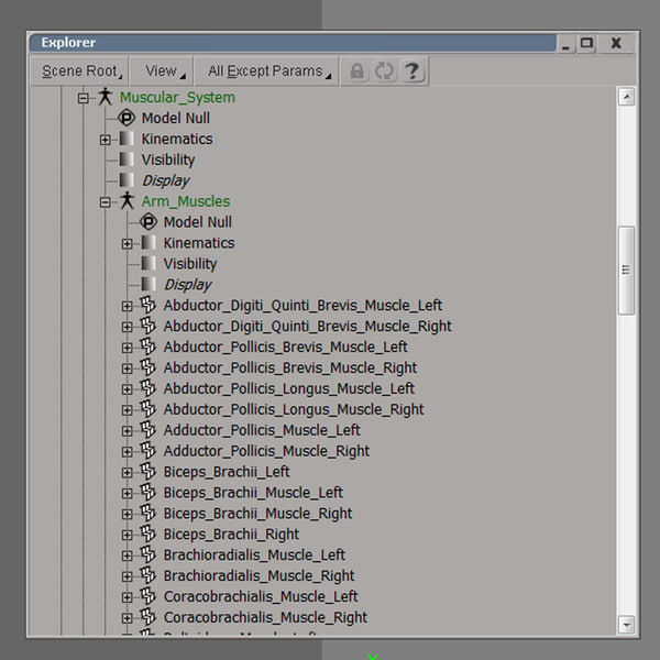 male muscular skeletal systems 3d c4d