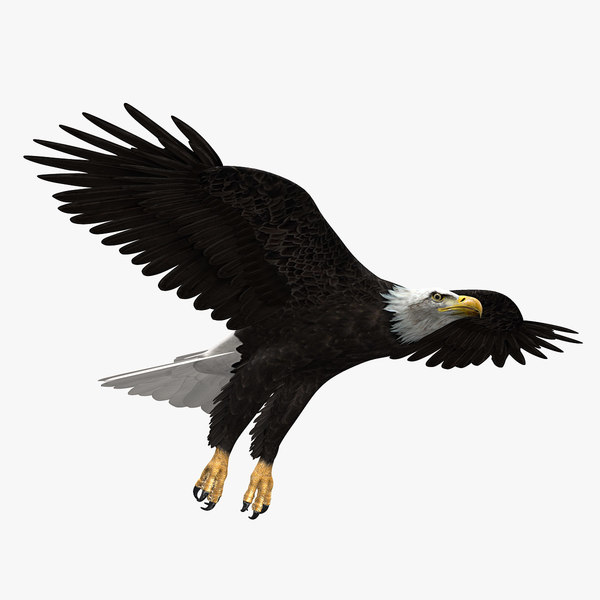 Bald Eagle Animals Animation