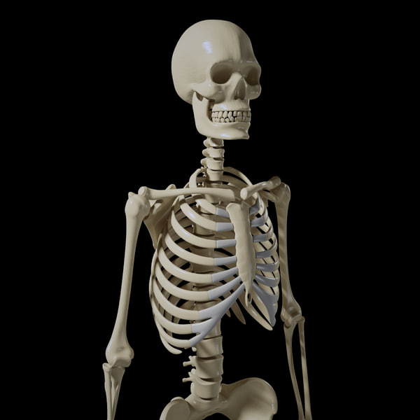 3d obj human skeleton