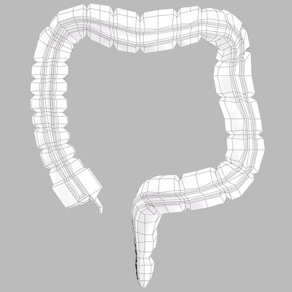 large intestine 3d model