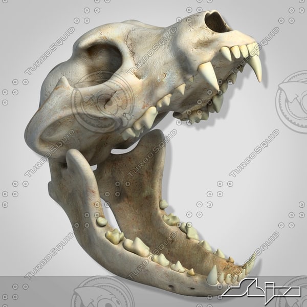 dog skull 2 3ds
