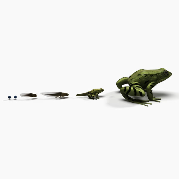 frog evolution max