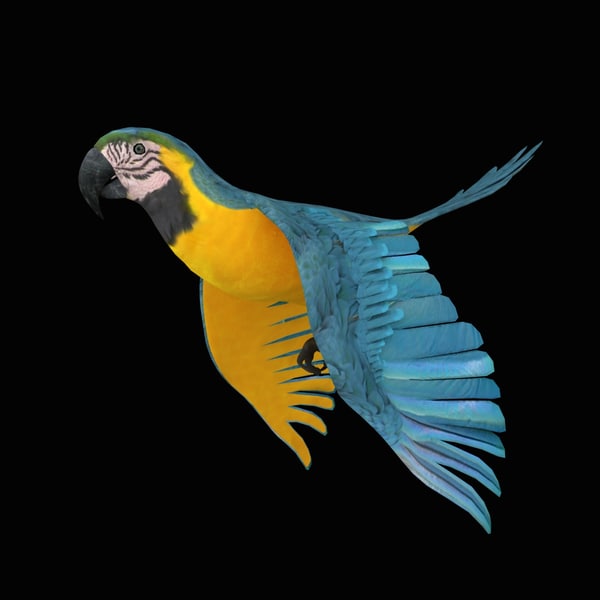 3d model parrot animation flying