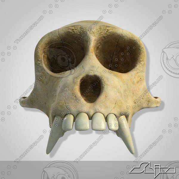 3d monkey skull subdivision 2