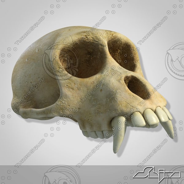 3d monkey skull subdivision 2