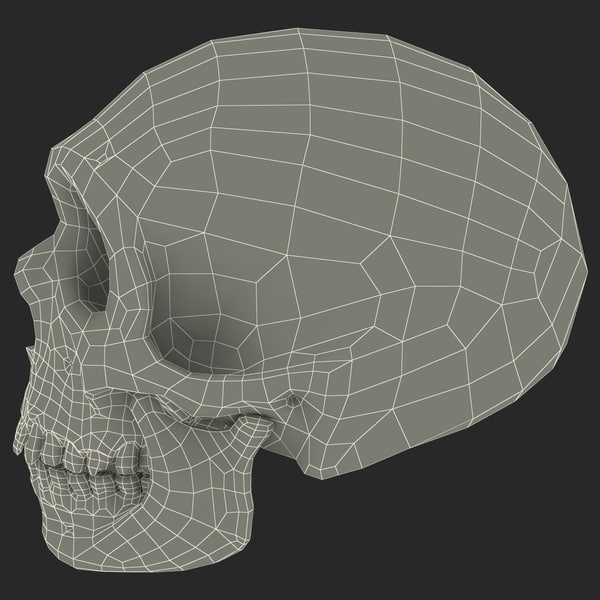 max neanderthal skull anatomy
