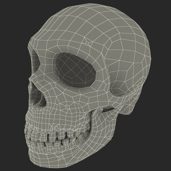 max neanderthal skull anatomy