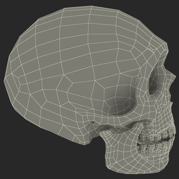 max neanderthal skull anatomy