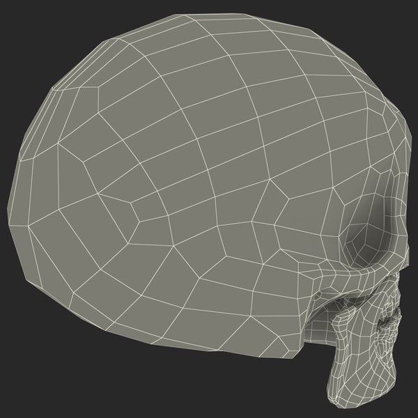 max neanderthal skull anatomy