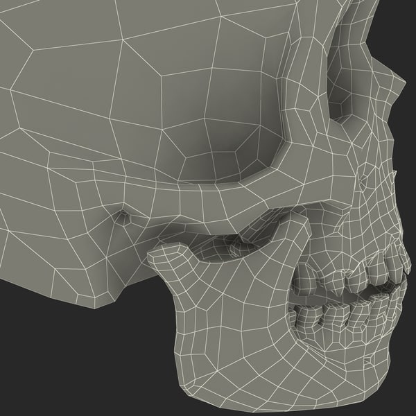 max neanderthal skull anatomy