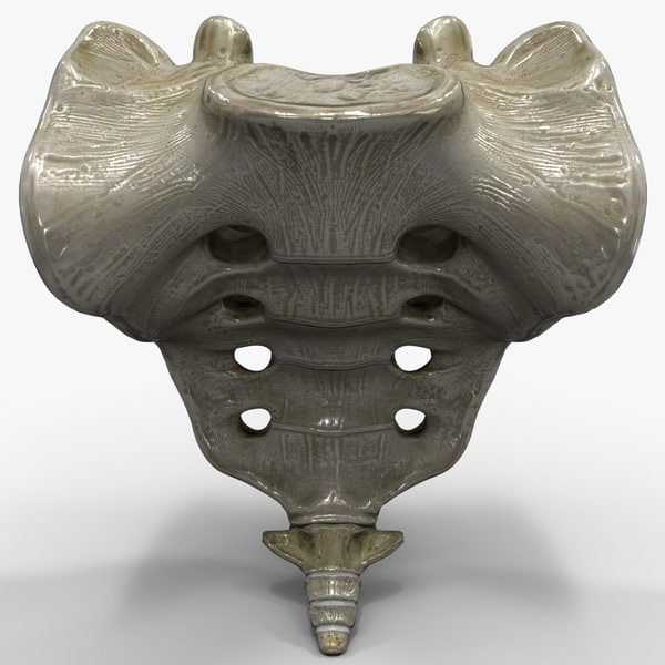 3d model tailbone bone