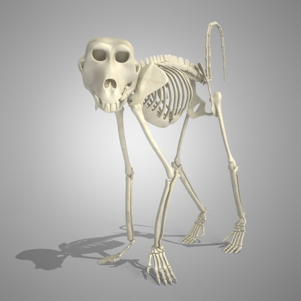 3d skeleton monkey model