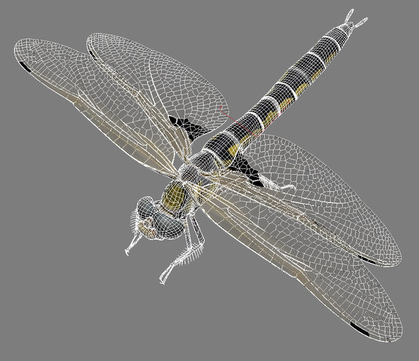 dragonfly 3d model