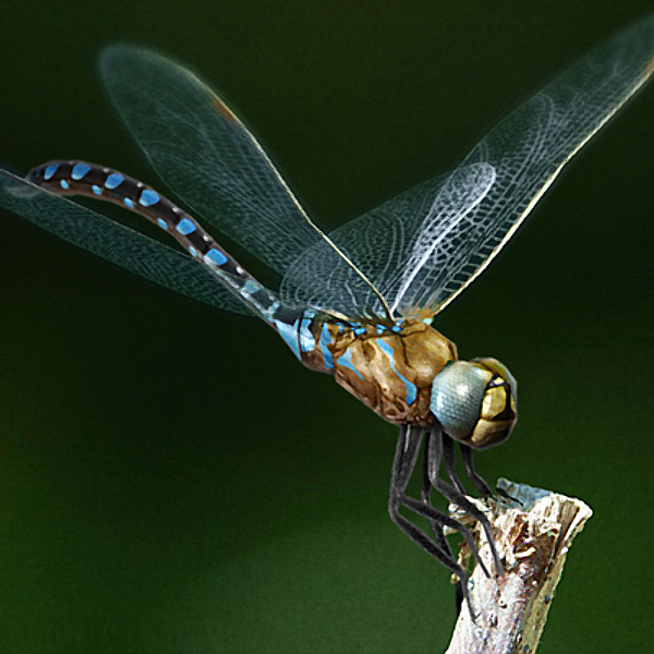 dragonfly 01 3d model