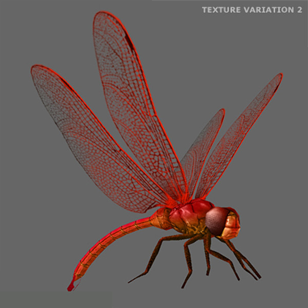 dragonfly 01 3d model