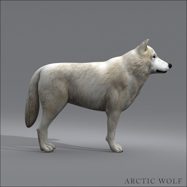 wolves wolf 3d model