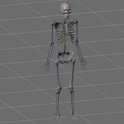 skeletons homo sapiens 3d model