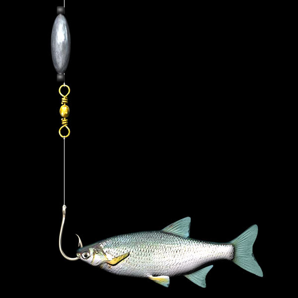 Hook Line And Sinker Bella Vista Arkansas - thegala